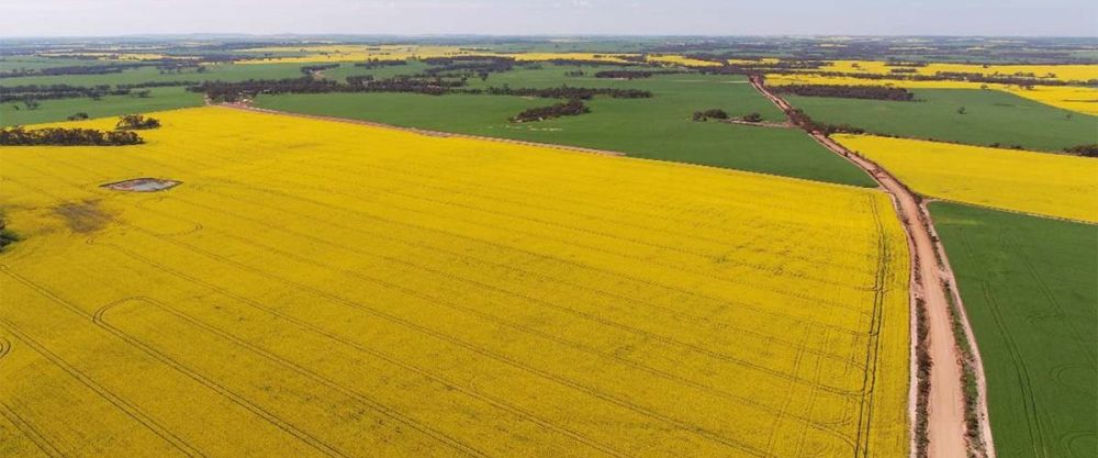 Harvest Road to Acquire Iconic New Norcia Farm | Tattarang